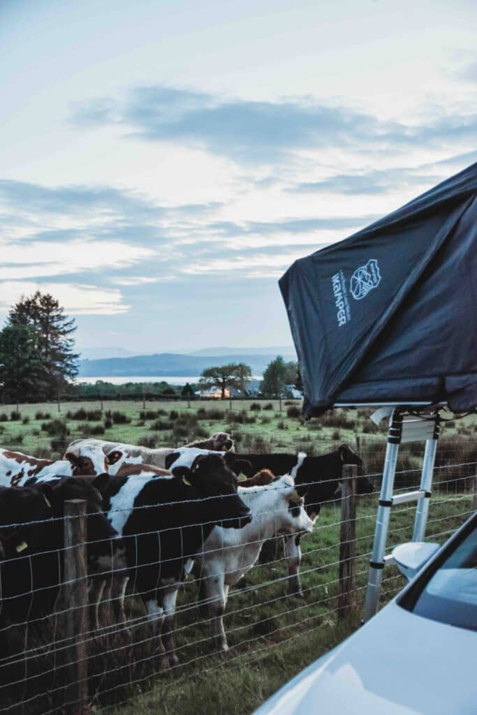 Tarp: Definition, Aufbau & Vorteile beim Campen